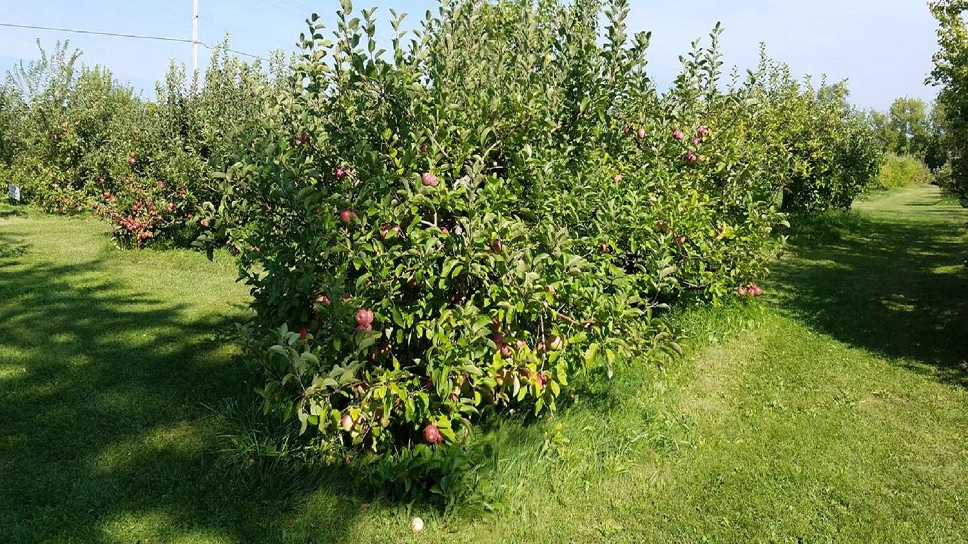 Homestead Orchard | Enjoy Illinois