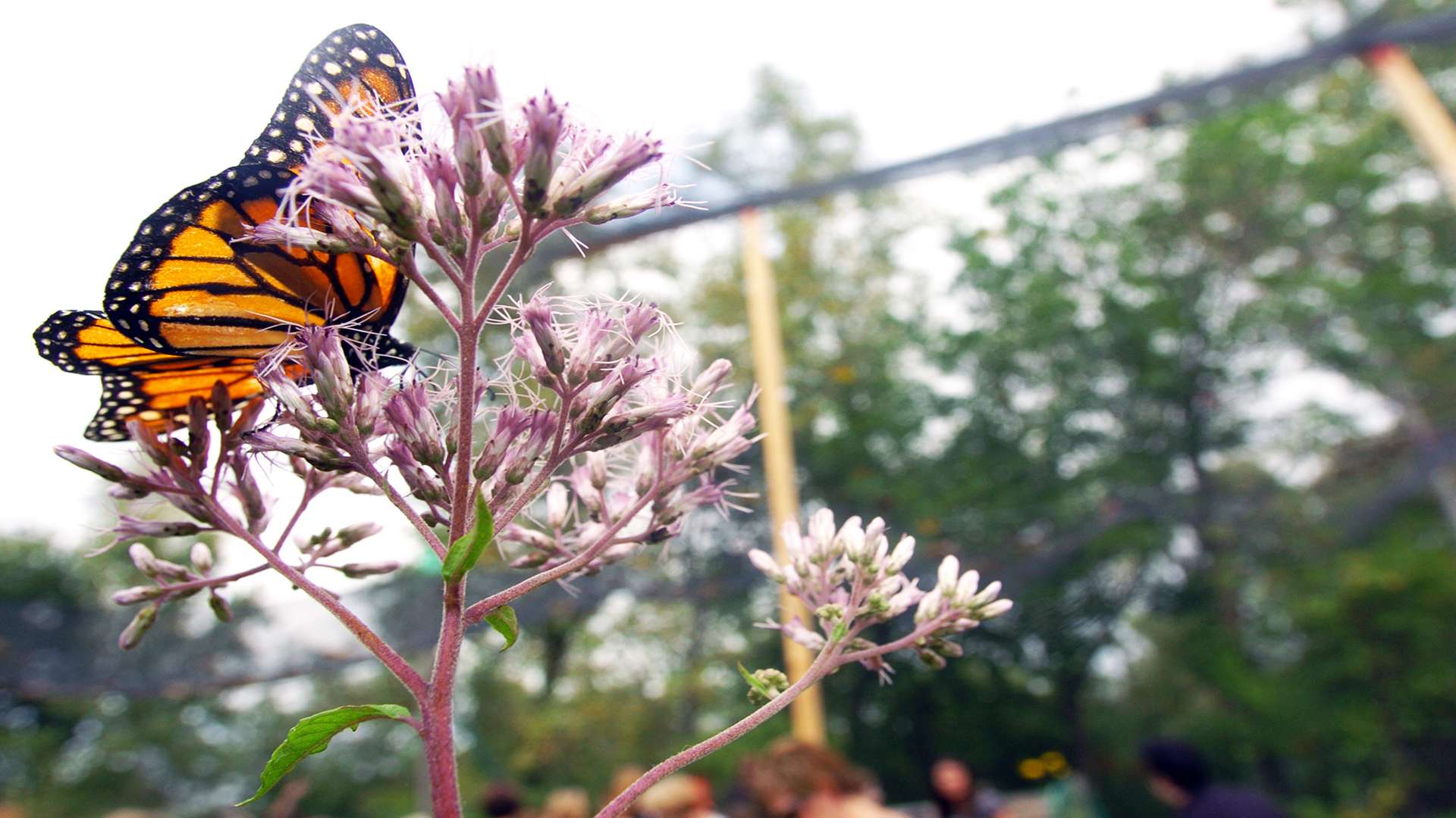 Monarch Butterfly Celebration | Enjoy Illinois