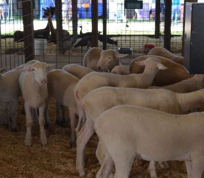 Boone County Fairgrounds | Enjoy Illinois