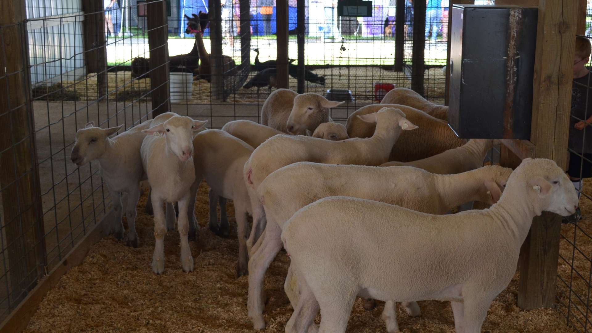 Boone County Fairgrounds | Enjoy Illinois