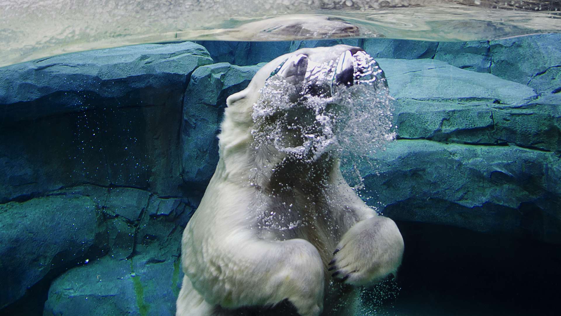 Brookfield Zoo | Enjoy Illinois