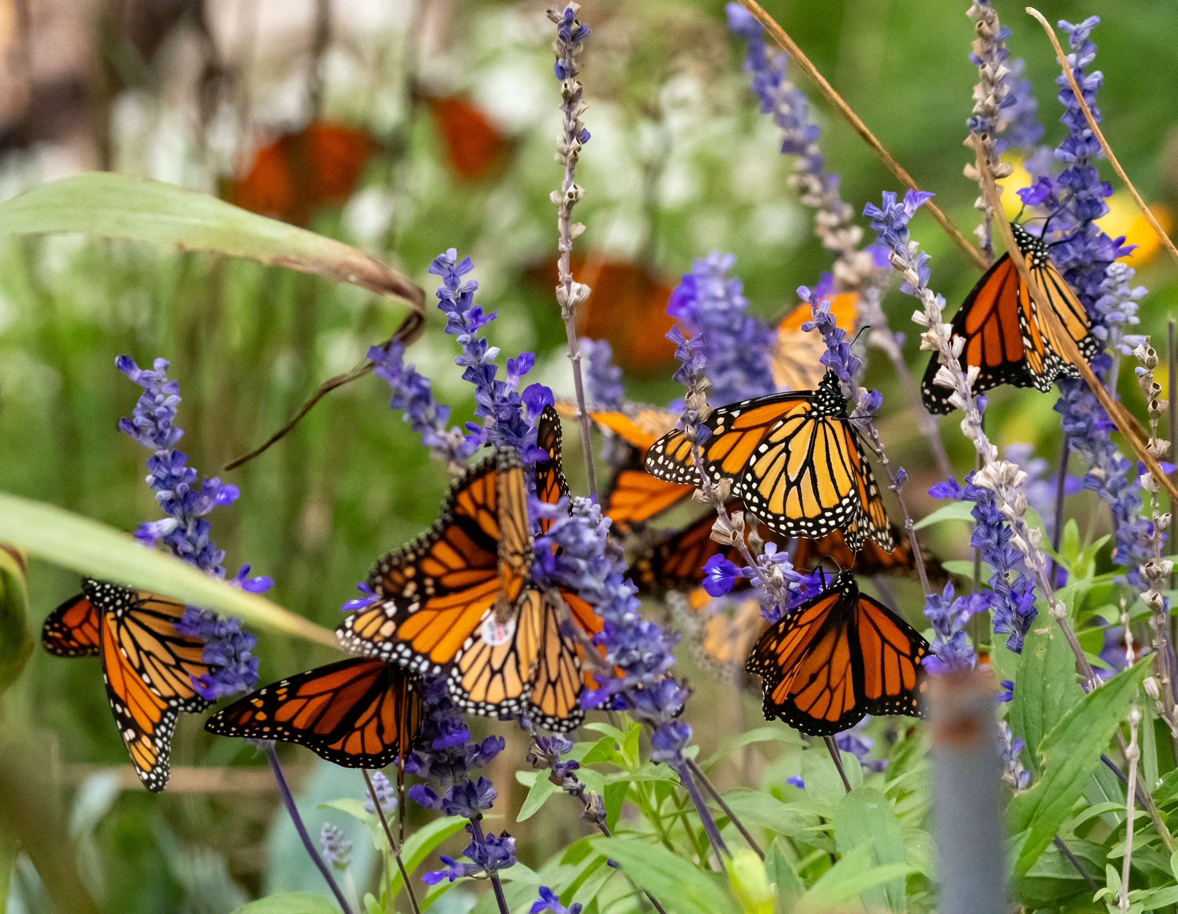 Monarch Butterfly Celebration | Enjoy Illinois
