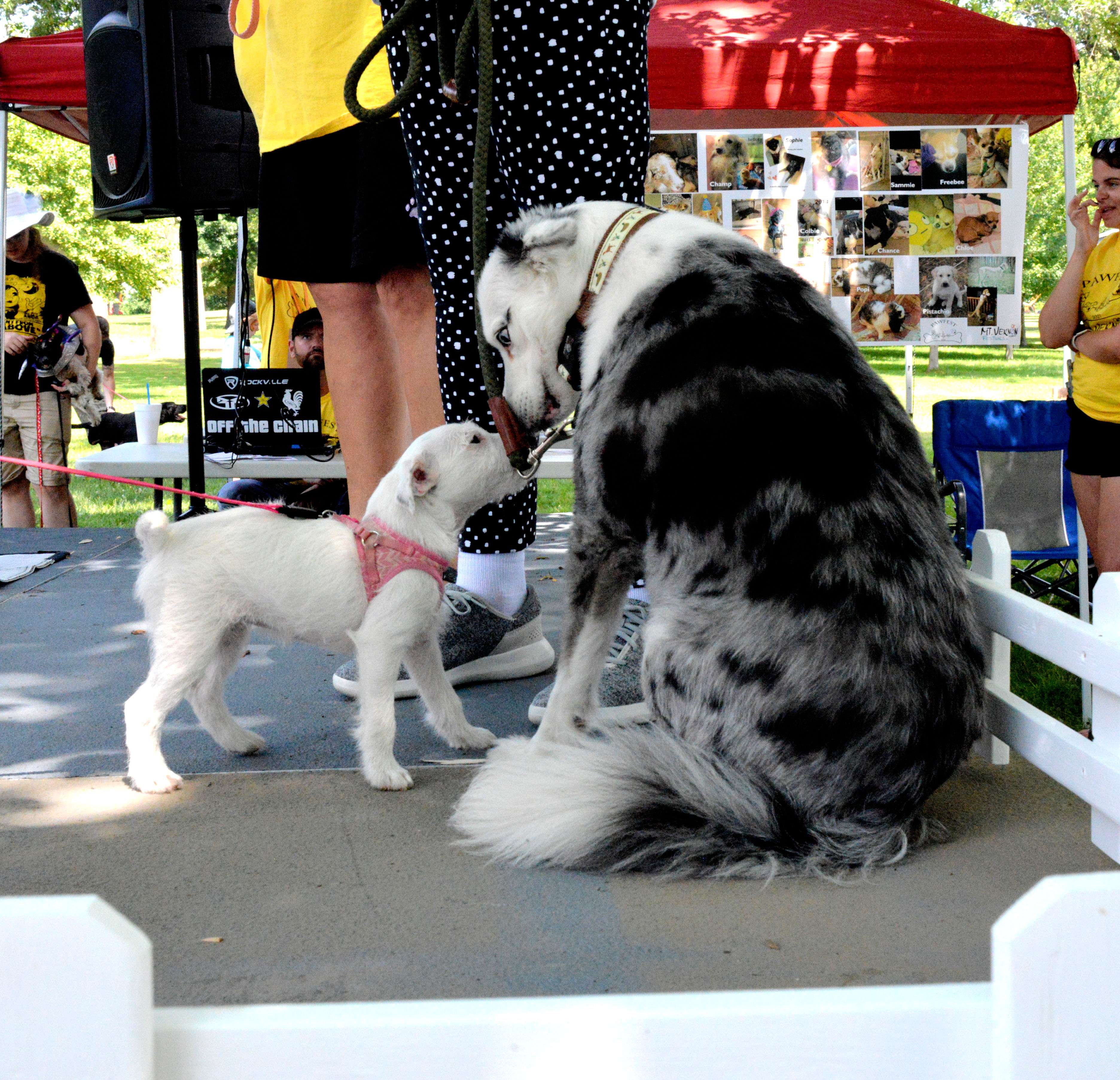Paw Fest | Enjoy Illinois