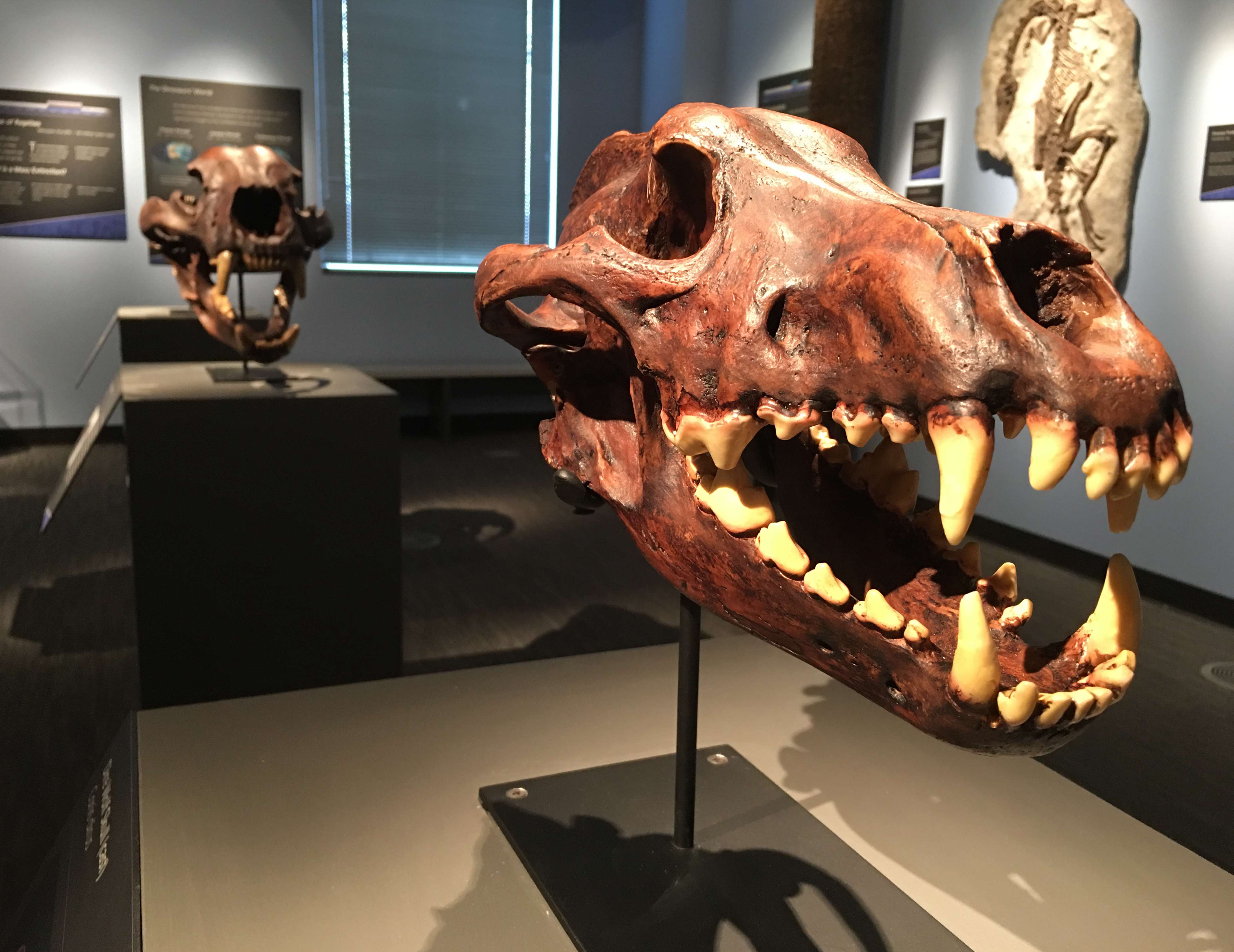 Dunn Museum | Enjoy Illinois | Enjoy Illinois
