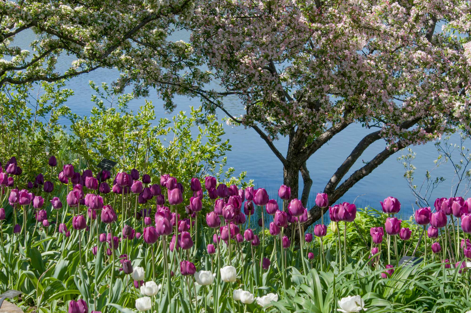 It’s Showtime: Spring 2021 | Enjoy Illinois | Enjoy Illinois