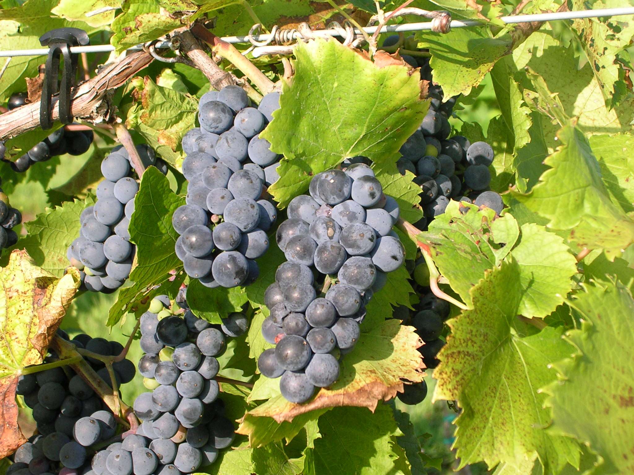 Grape Stomp 2024 | Enjoy Illinois