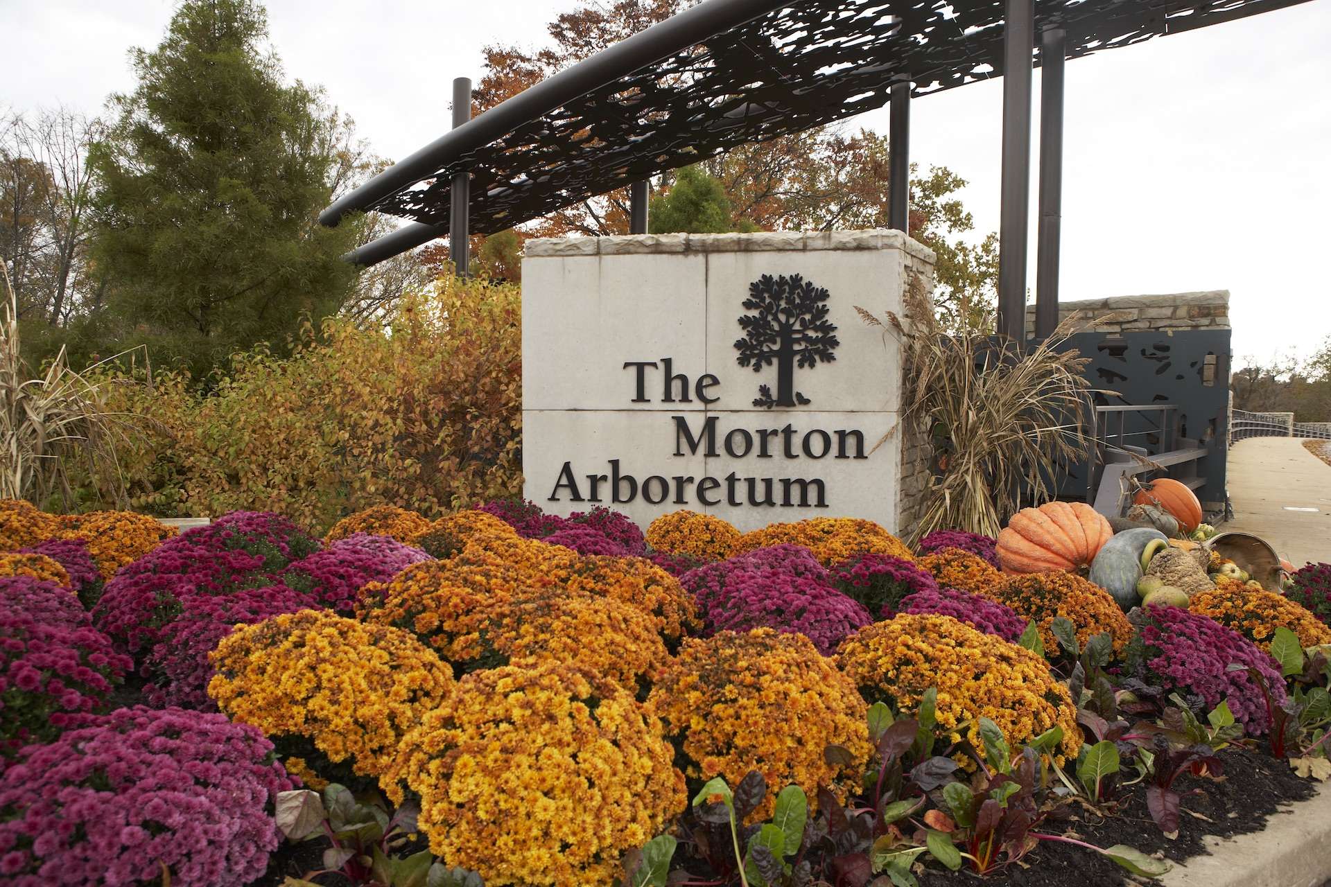 Fall Color Festival at the Morton Arboretum | Enjoy Illinois | Enjoy ...