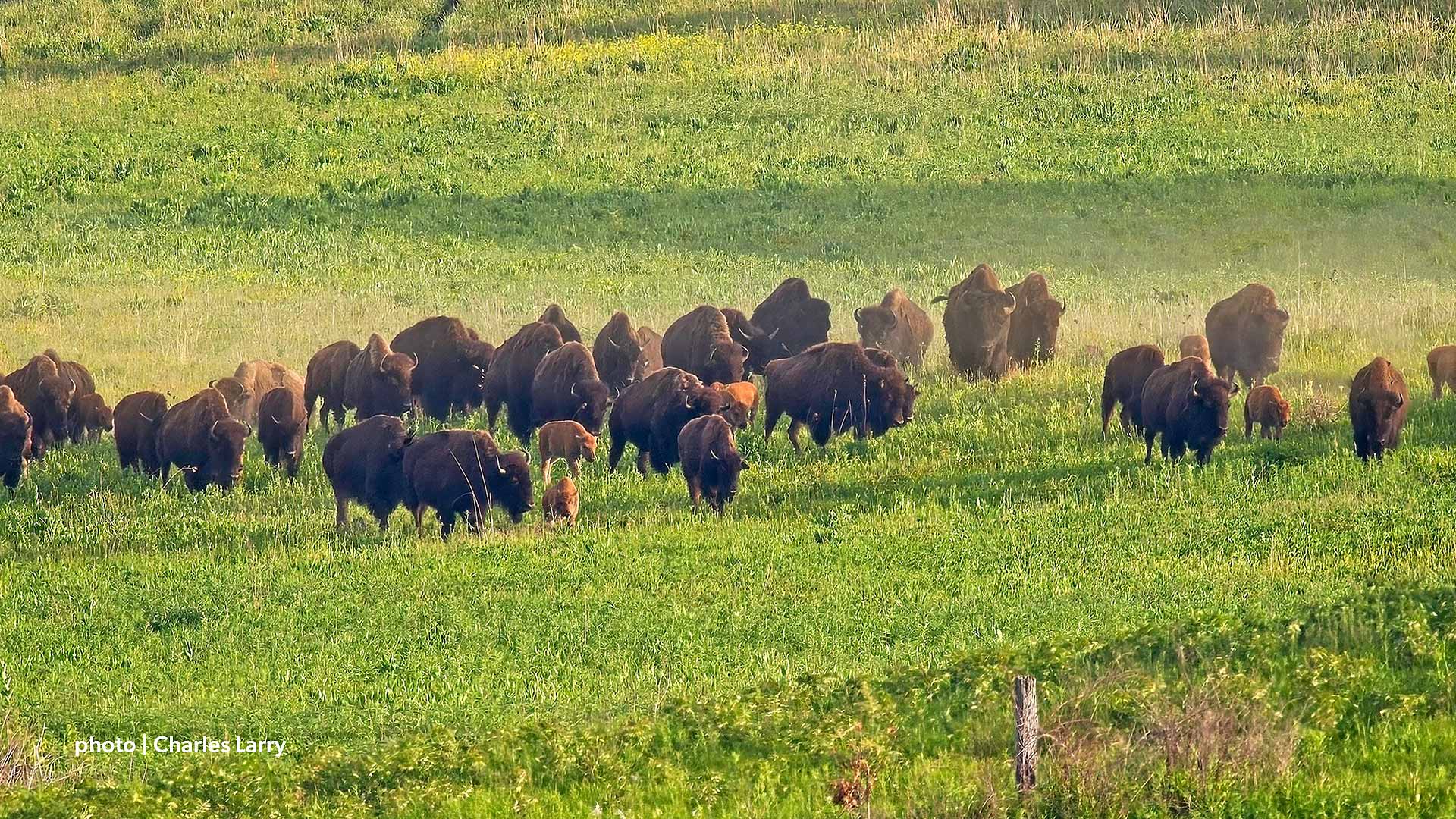 Bison Tours at the Nachusa Grasslands | Enjoy Illinois