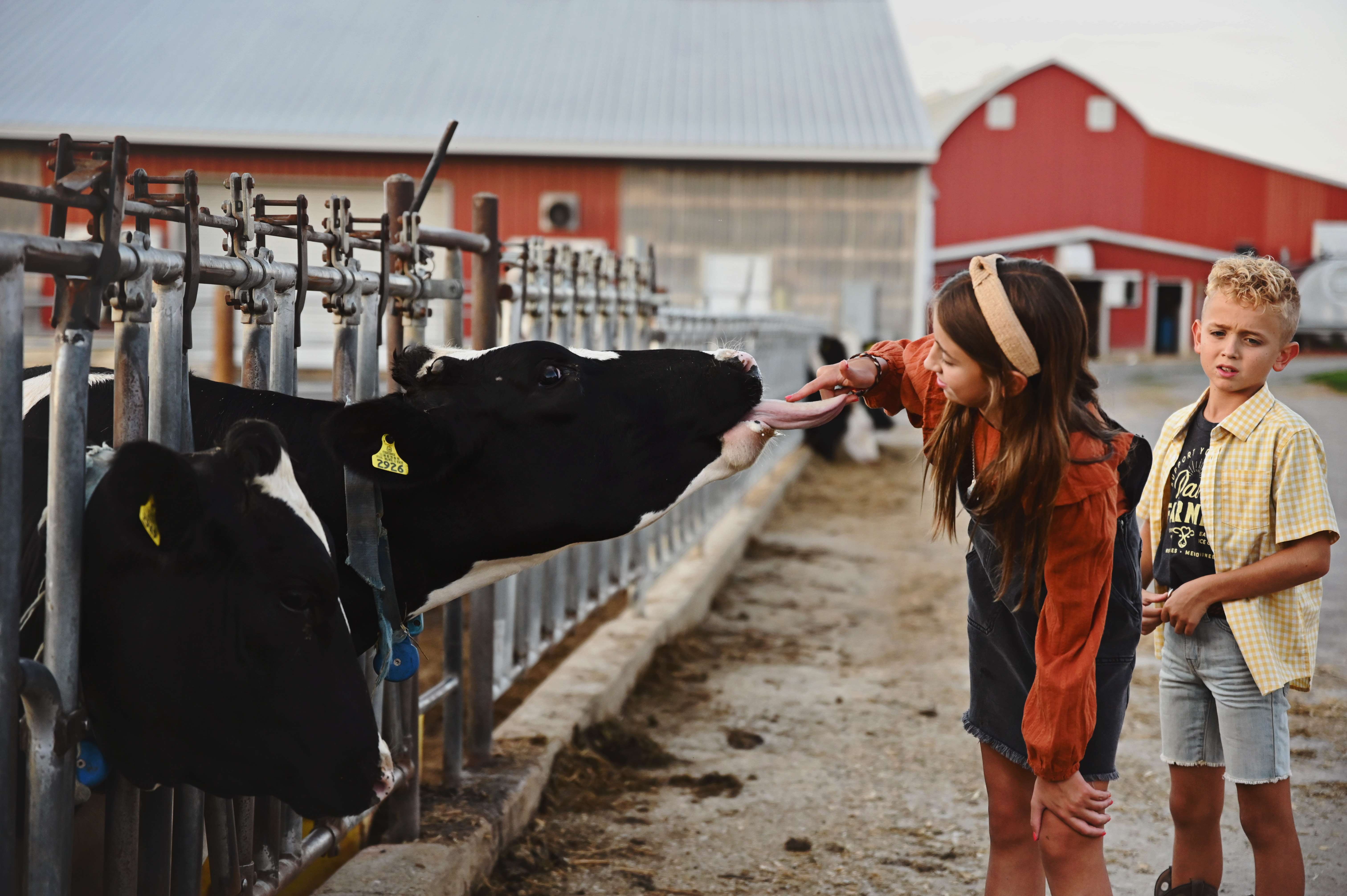 Berning Acres: A Family Dairy Farm | Enjoy Illinois