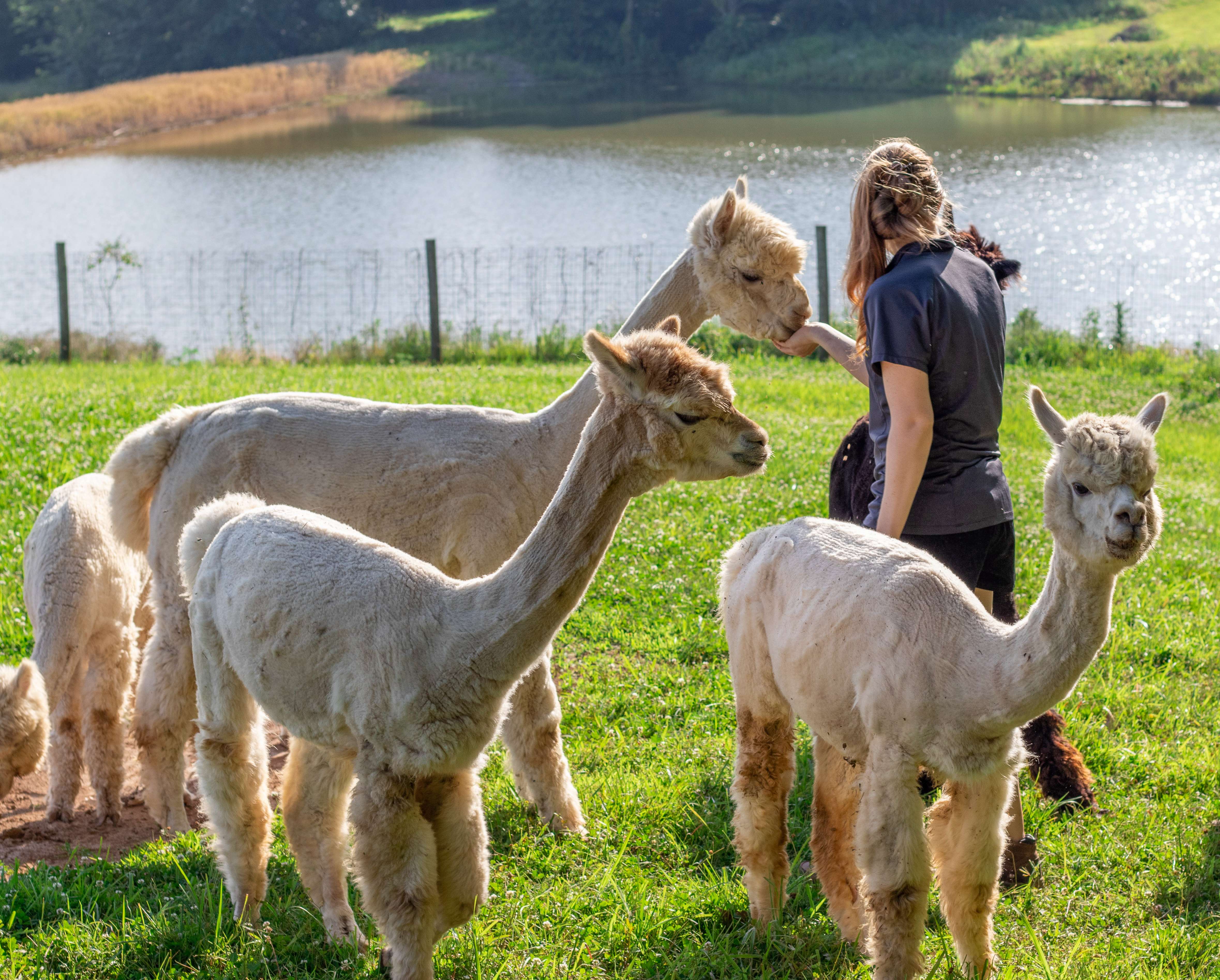 Rolling Oak Alpaca Ranch | Enjoy Illinois | Enjoy Illinois
