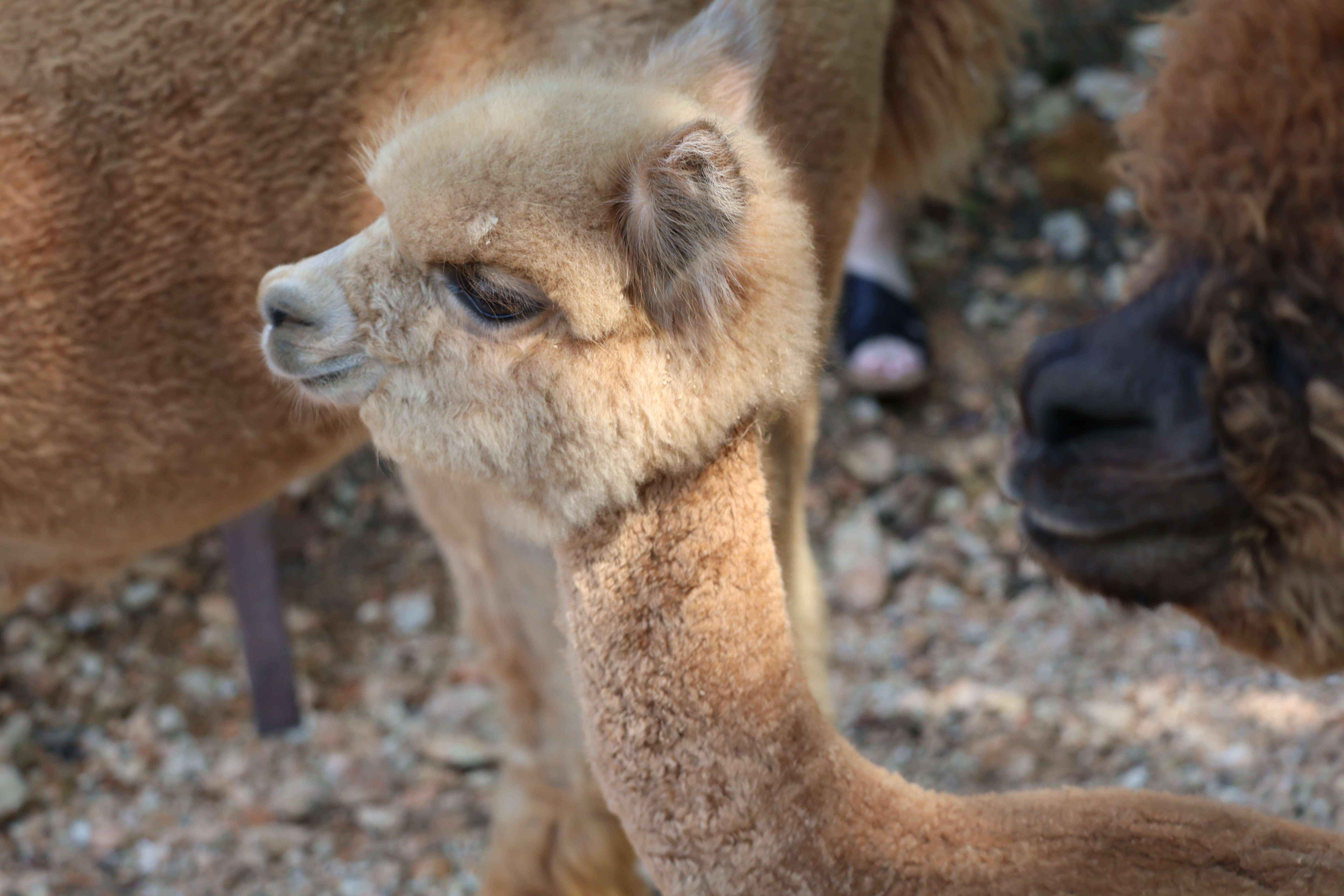 Christmas with the Alpacas - Rolling Oak Alpaca Ranch | Enjoy Illinois