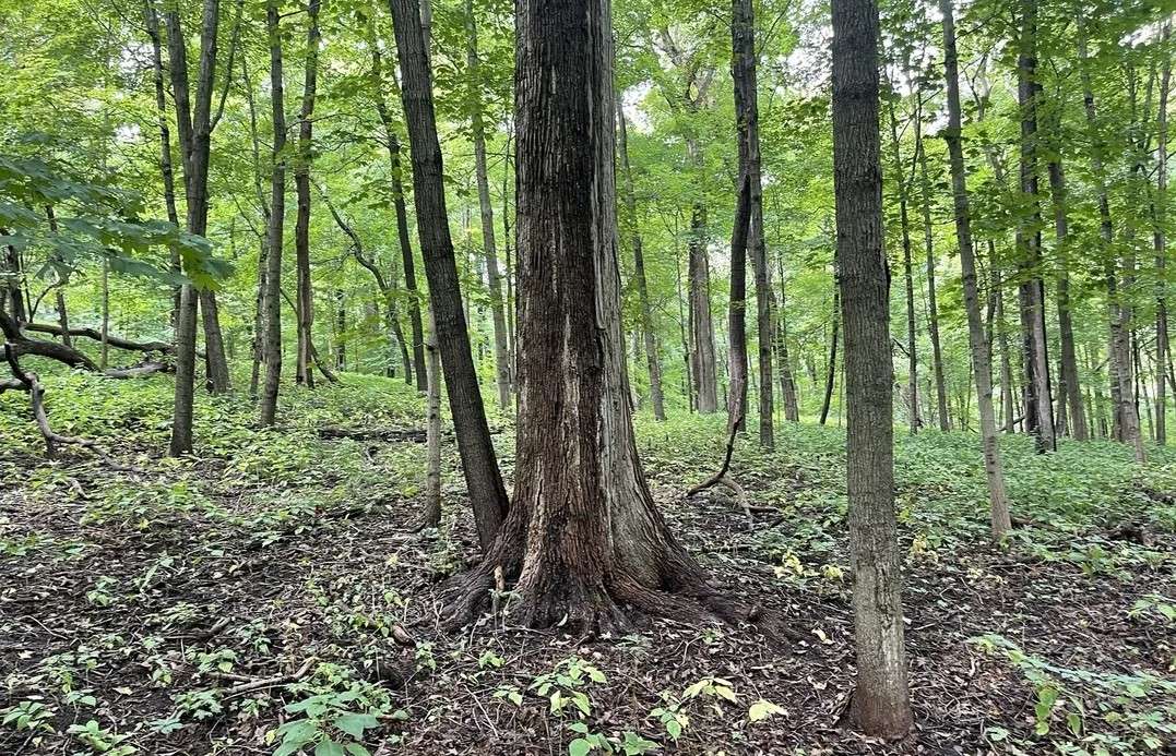 Johnson's Mound Forest Preserve | Enjoy Illinois
