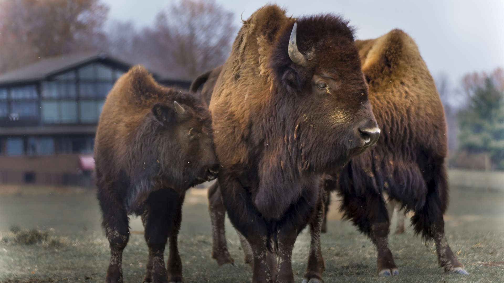 Wildlife Prairie Park | Enjoy Illinois