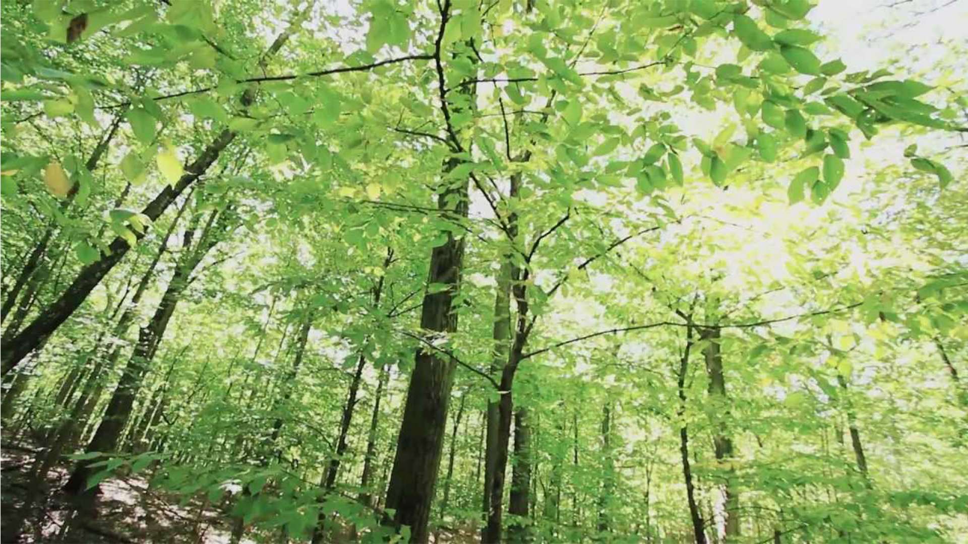 Wright Woods Forest Preserve | Enjoy Illinois