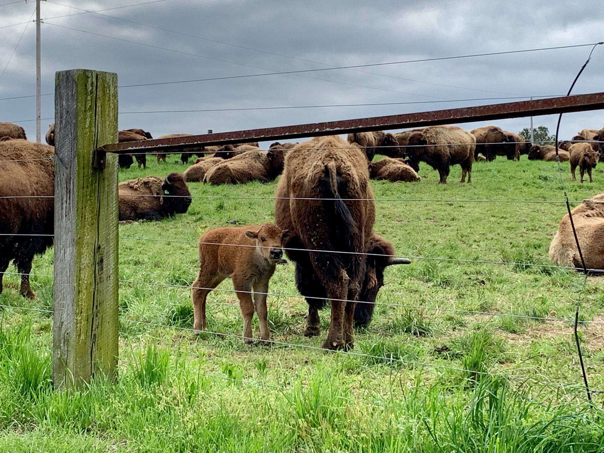 Buffalo Day at Bison Bluff Farm | Enjoy Illinois | Enjoy Illinois