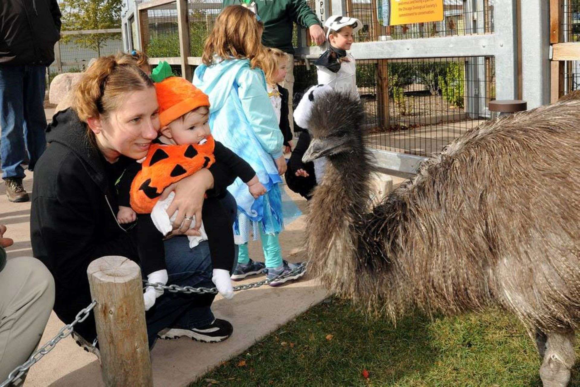 Boo! at the Zoo | Enjoy Illinois
