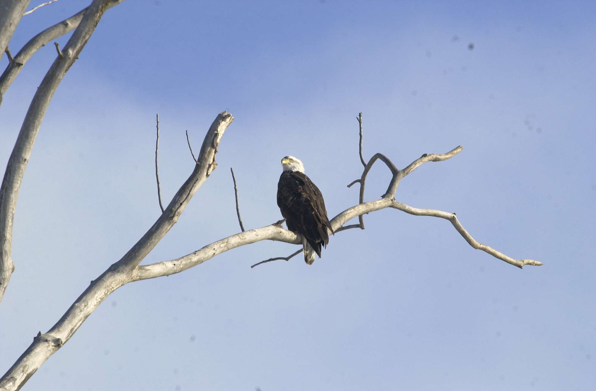 Fulton-Mason Eagle Day | Enjoy Illinois