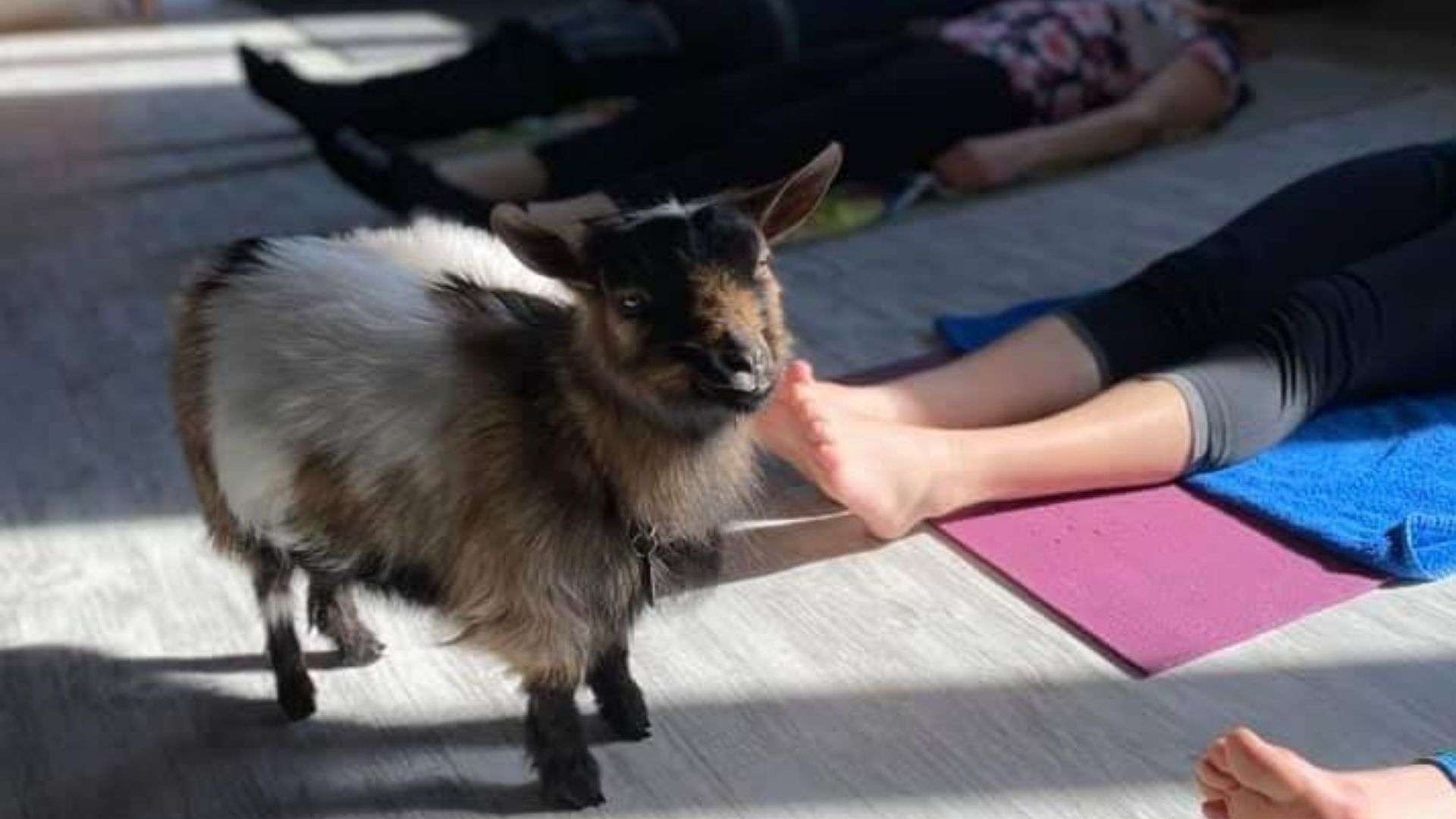 Goat Yoga Chicago | Enjoy Illinois