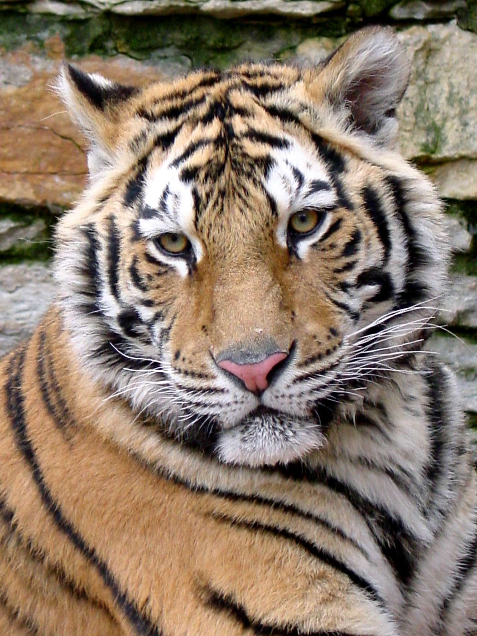 Phillips Park Zoo | Enjoy Illinois