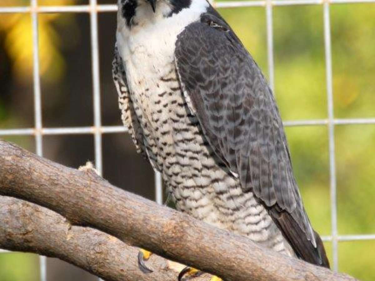 Phillips Park Zoo | Enjoy Illinois