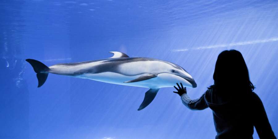 Shedd Aquarium | Enjoy Illinois | Enjoy Illinois