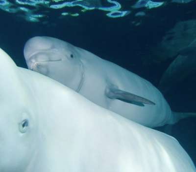 Abbot Oceanarium at Shedd Aquarium | Enjoy Illinois