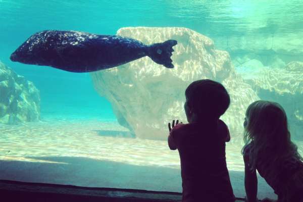 Abbot Oceanarium at Shedd Aquarium | Enjoy Illinois