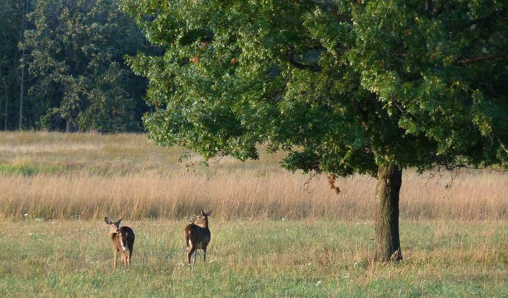 Deer Grove Forest Preserve | Enjoy Illinois