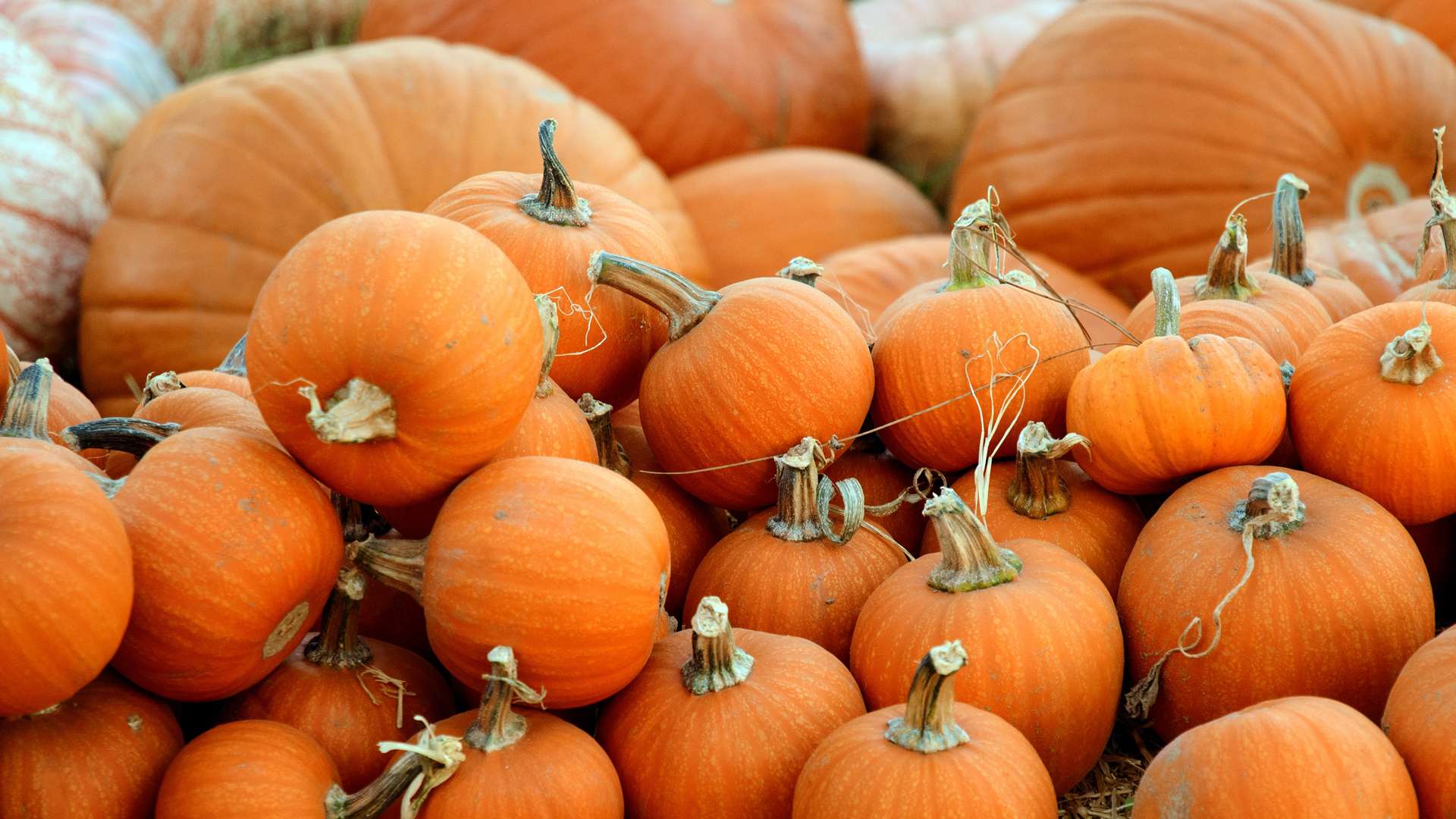 Morton Pumpkin Festival | Enjoy Illinois