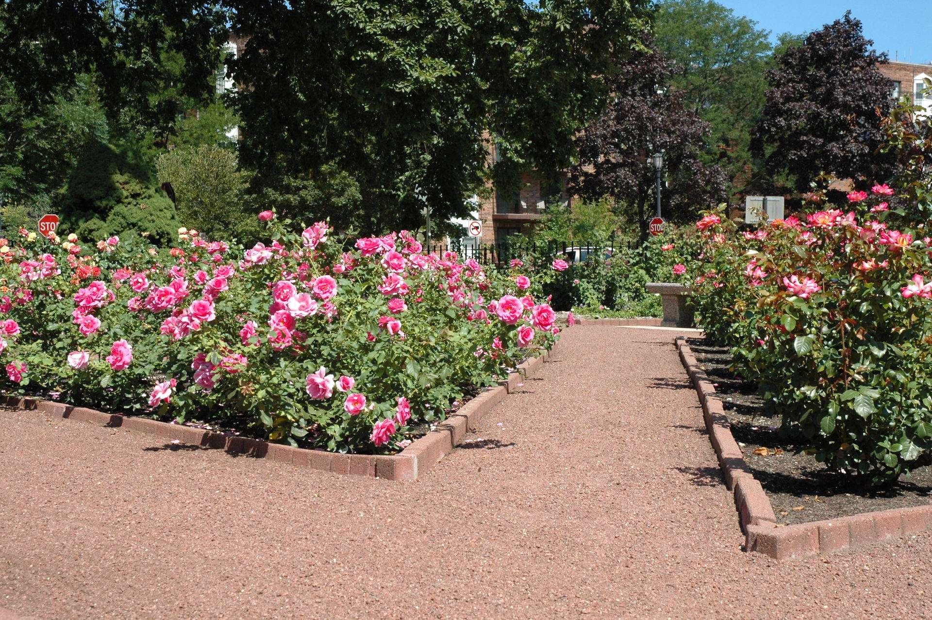 Merrick Rose Garden | Enjoy Illinois
