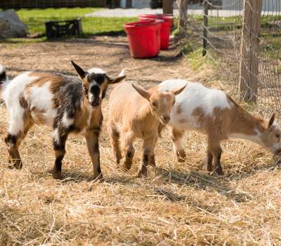 Rustic Road Farm | Enjoy Illinois