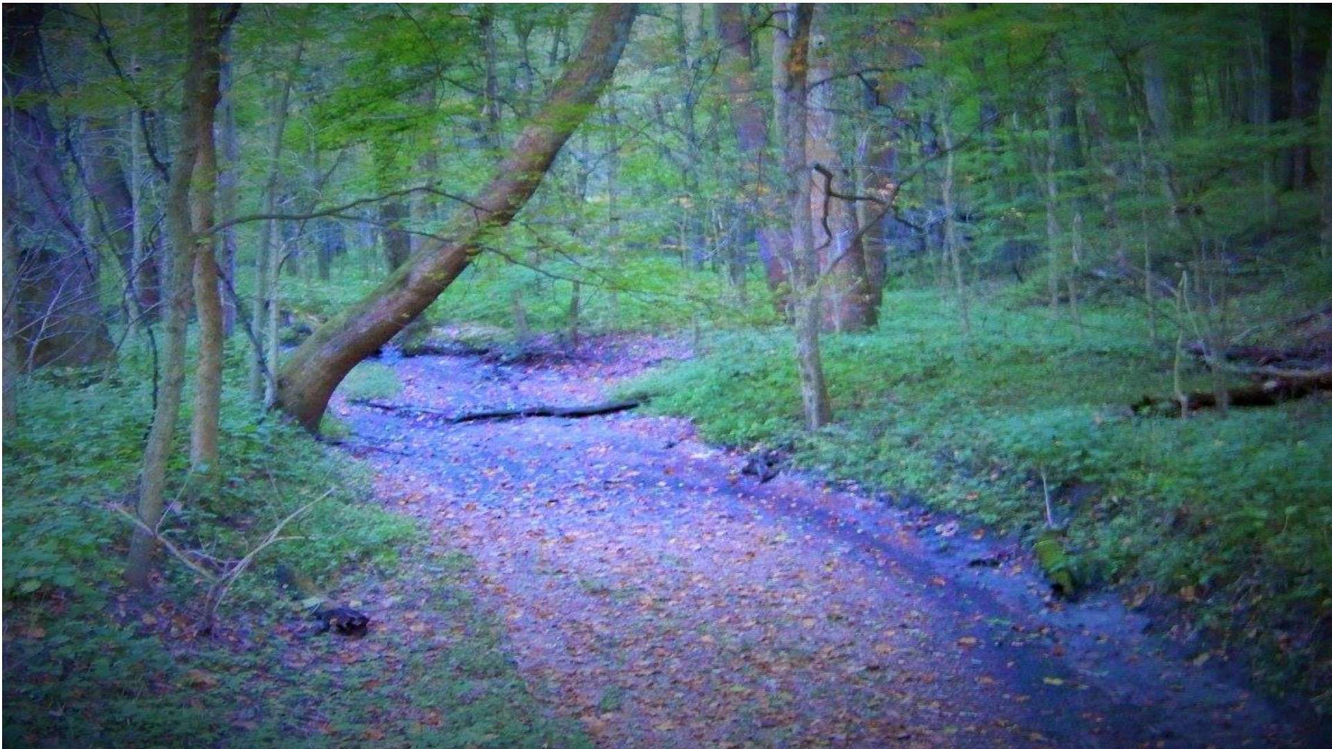 Spitler Woods State Natural Area | Enjoy Illinois | Enjoy Illinois